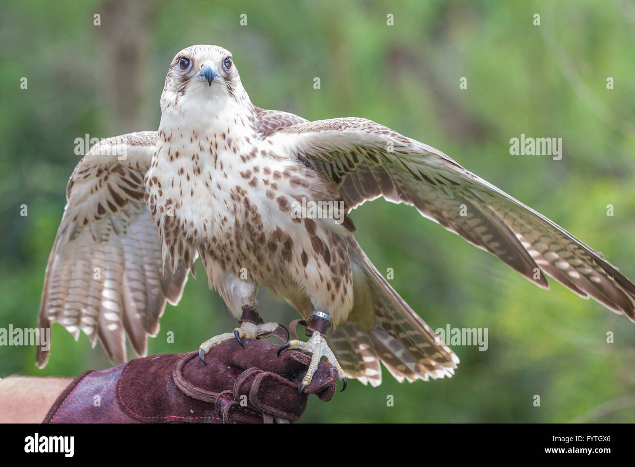 Saker Falcon, a rescue bird trained for conservation and education ...