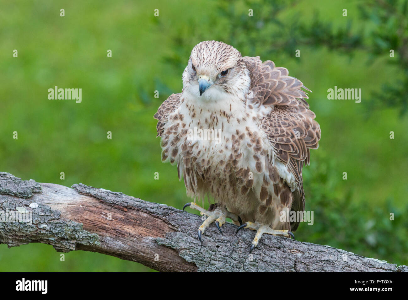 National bird of united arab emirates hi-res stock photography and ...