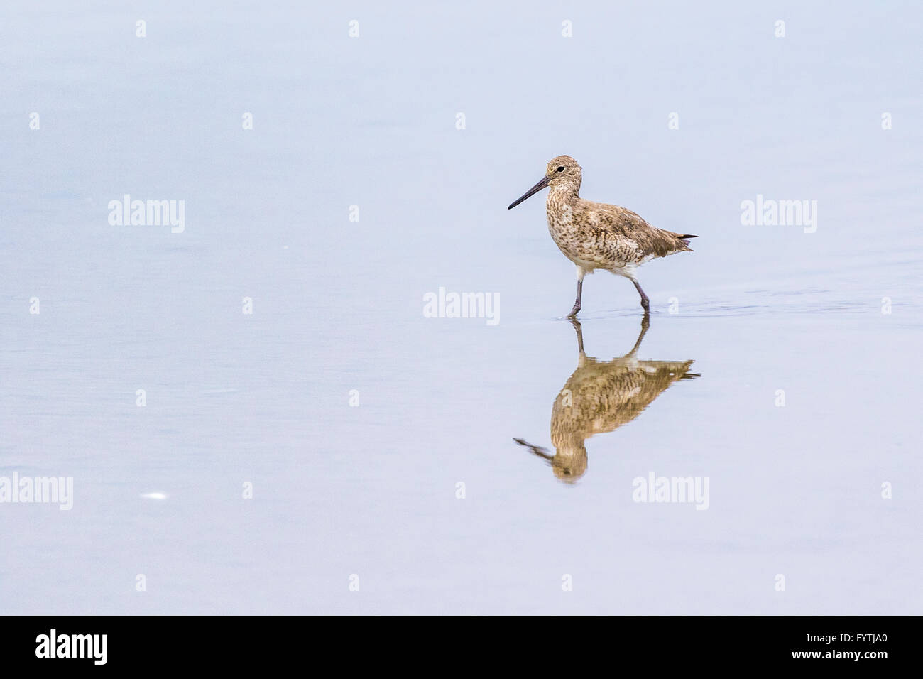 Willet sandpiper on beach at Bolivar North Jetty on overcast day with ...