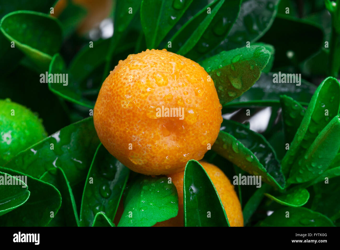 Tangerine on tree hi-res stock photography and images - Alamy