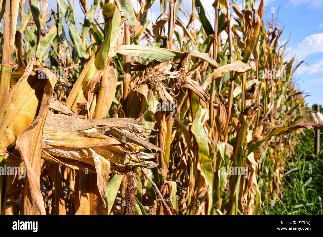 Corn Plant Background Stock Photo - Alamy