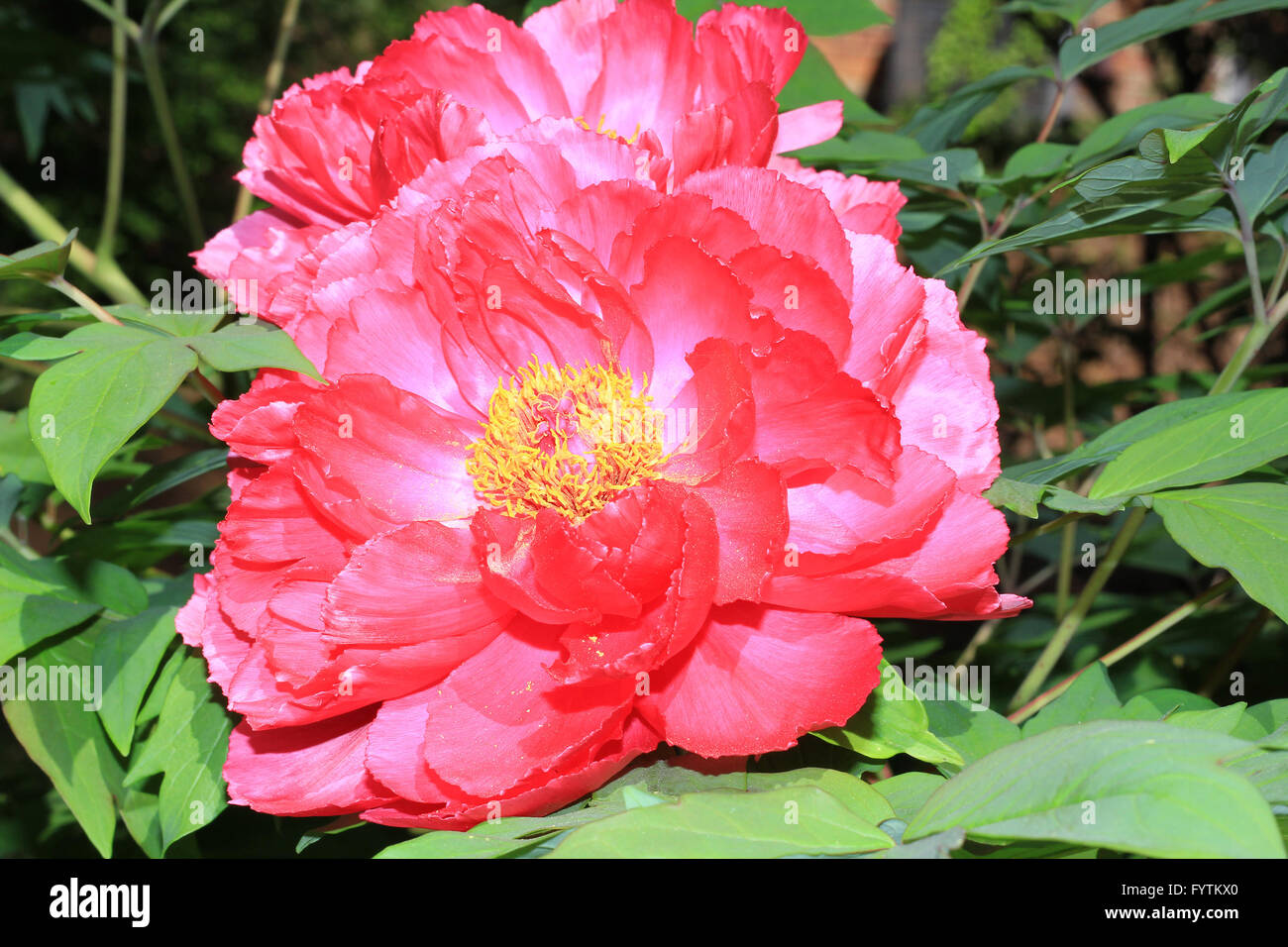 Tree peony flowers hi-res stock photography and images - Alamy