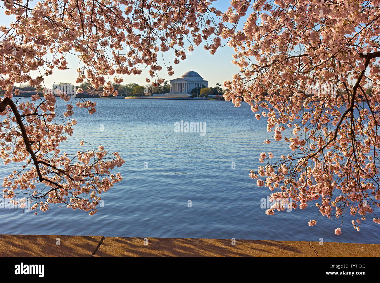 Thomas Jefferson Memorial framed in cherry flowers at Tidal Basin in ...