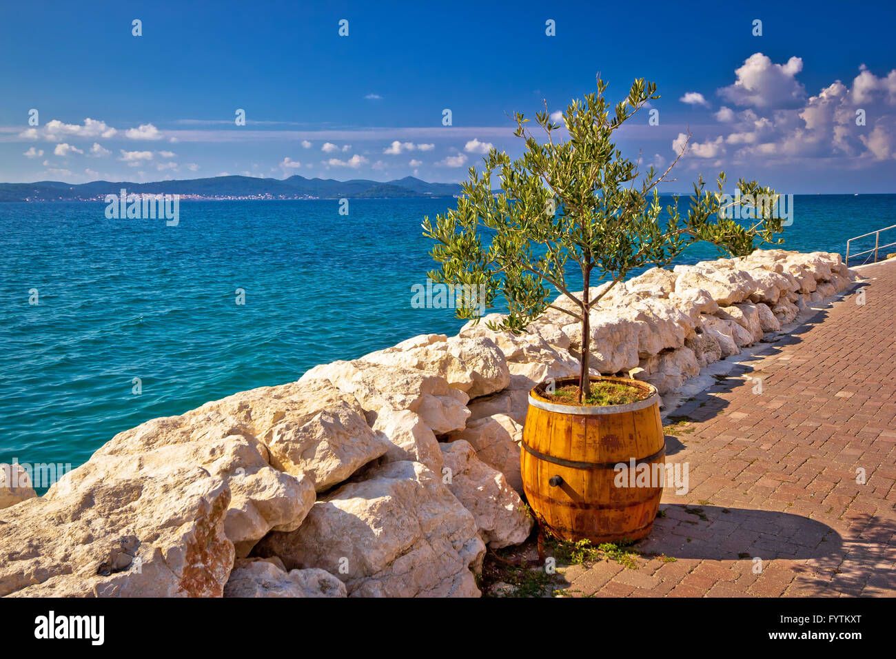 Olive tree in barrel by the sea Stock Photo - Alamy