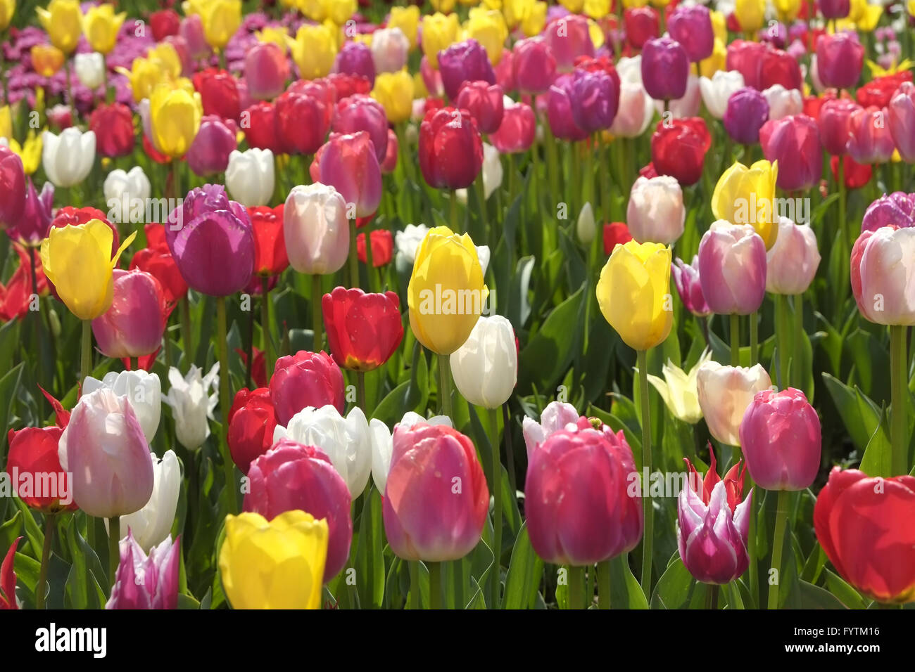 Tulip bed pink garden hi-res stock photography and images - Alamy