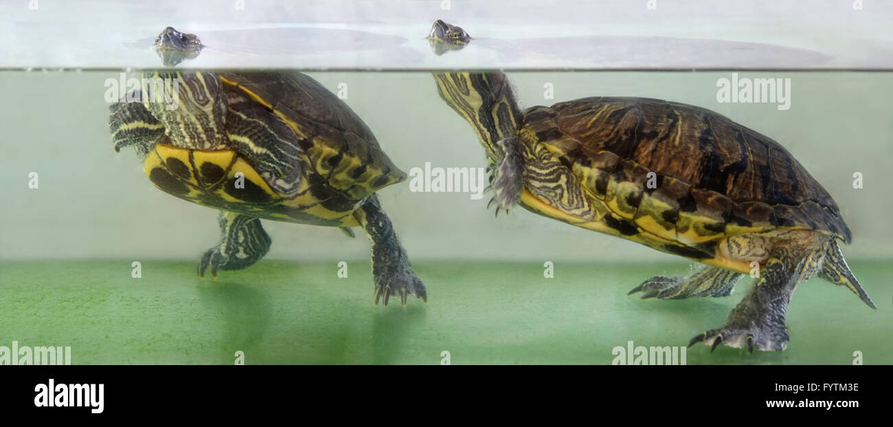 Two Red-eared slider Stock Photo - Alamy