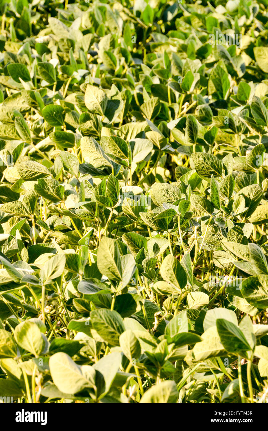 Soy bean plant hi-res stock photography and images - Alamy