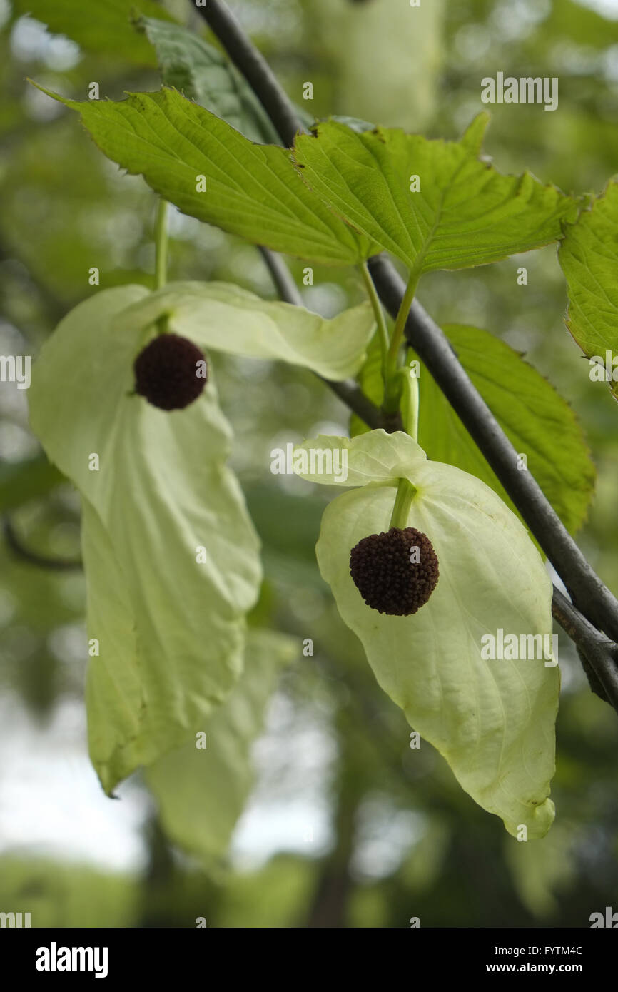Dove tree hi-res stock photography and images - Alamy