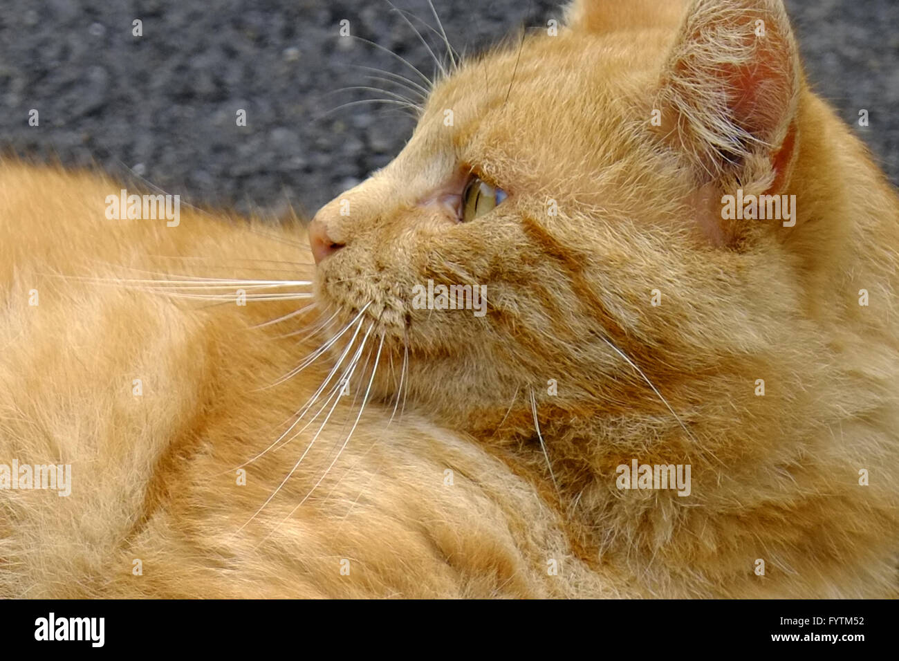 Fellfarben hi-res stock photography and images - Alamy