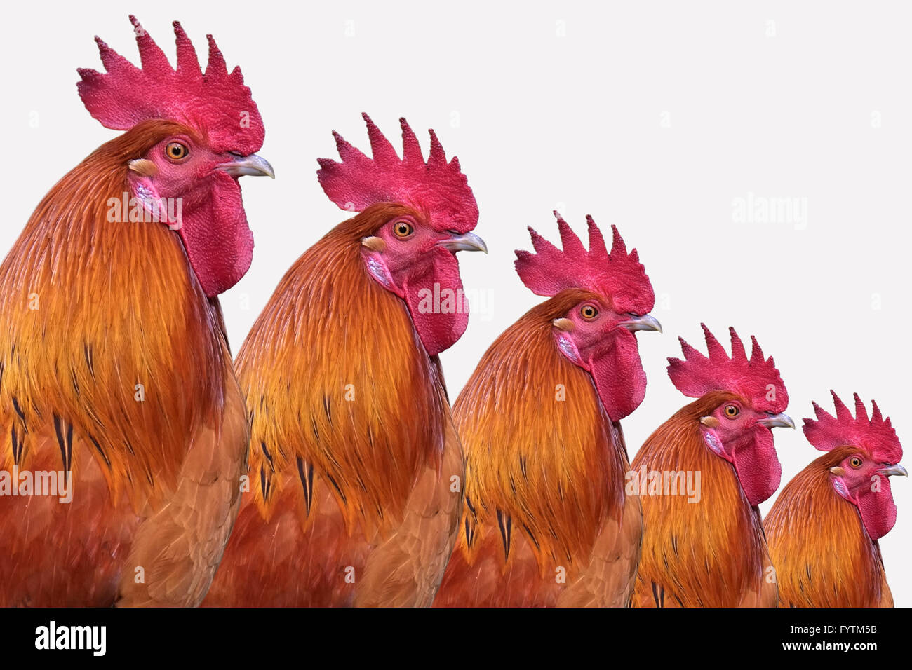 Roosters High Resolution Stock Photography and Images - Alamy