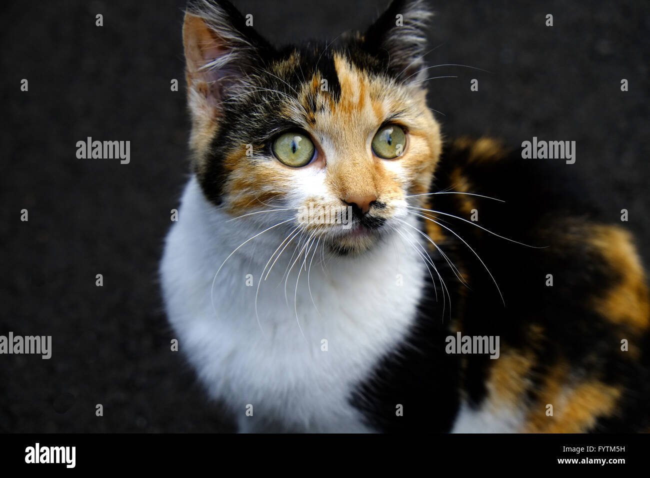 Tortoiseshell cats hi-res stock photography and images - Alamy