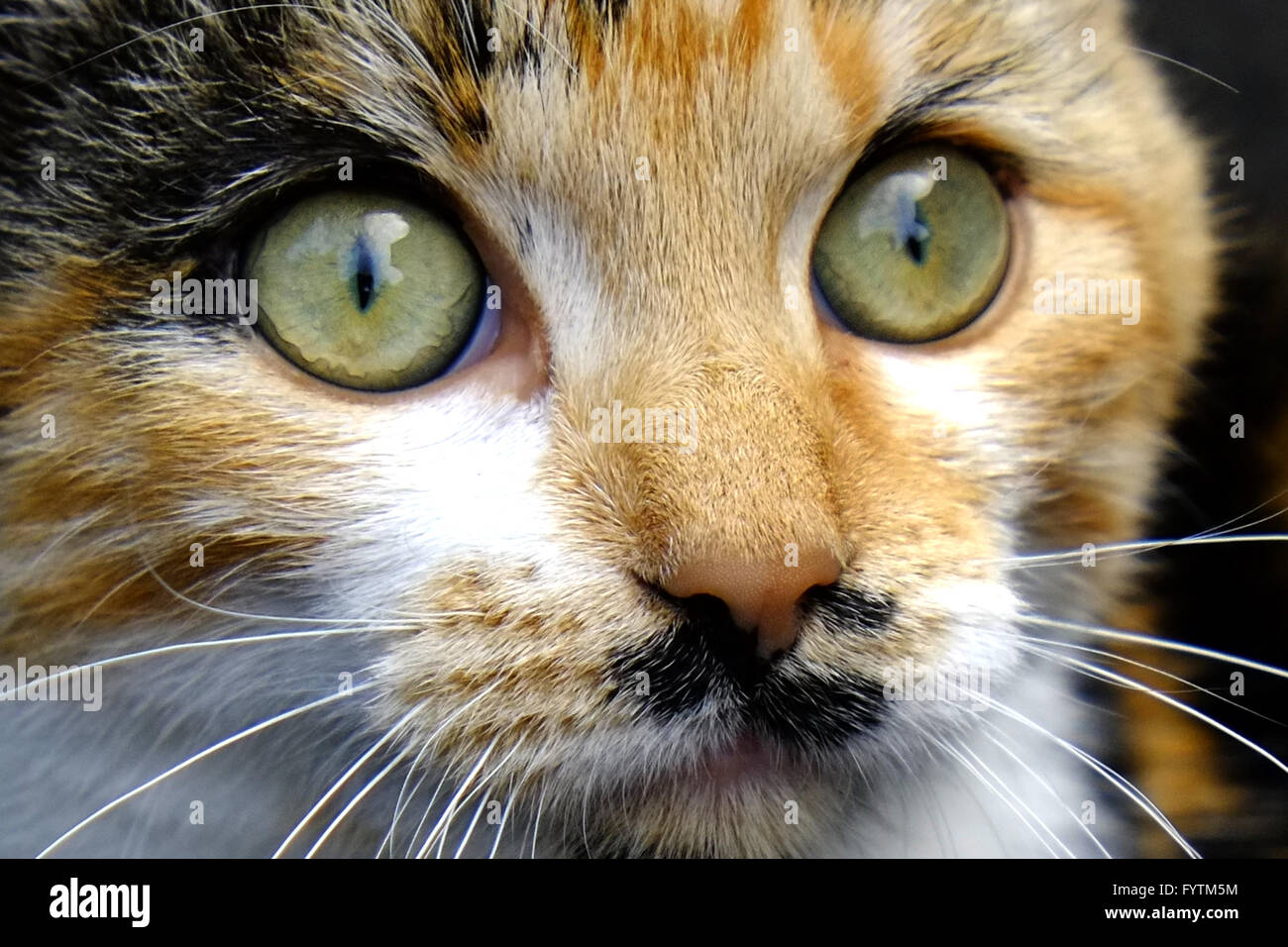 Tortoiseshell cat hi-res stock photography and images - Alamy