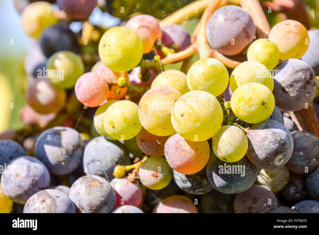 Fruit with texture hi-res stock photography and images - Alamy