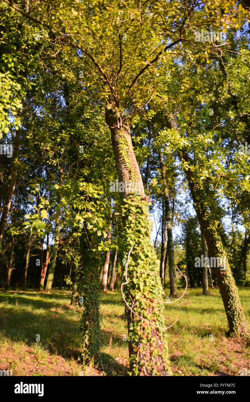 Pine Tree View Stock Photo - Alamy