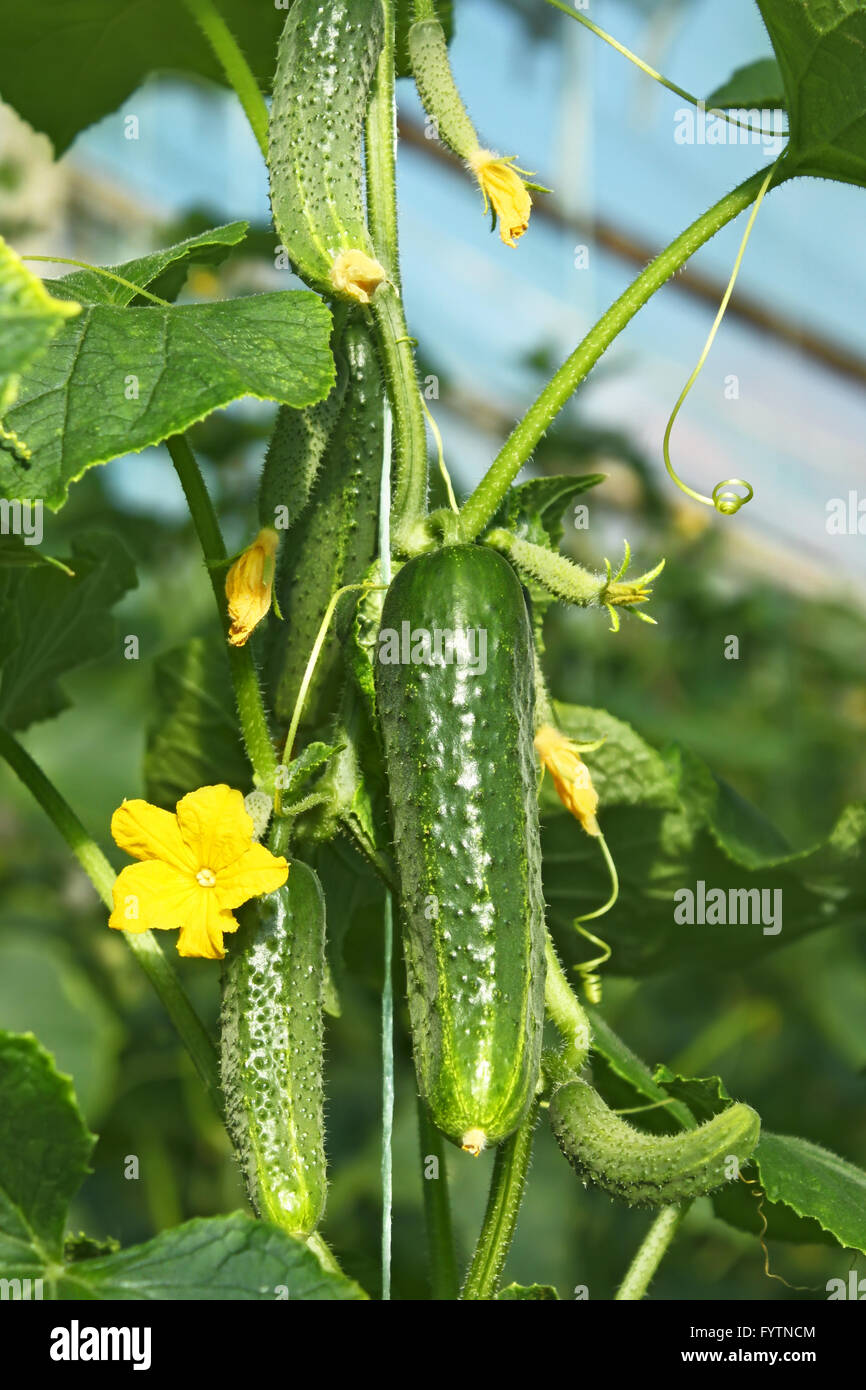Cucumbers in greenhouse Stock Photo - Alamy