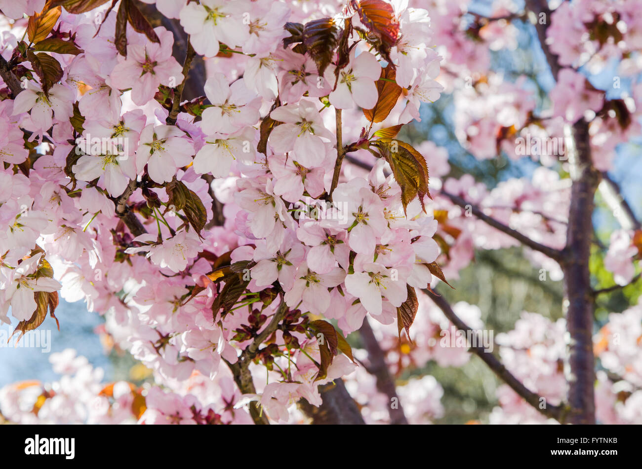 Close up sakura hi-res stock photography and images - Alamy