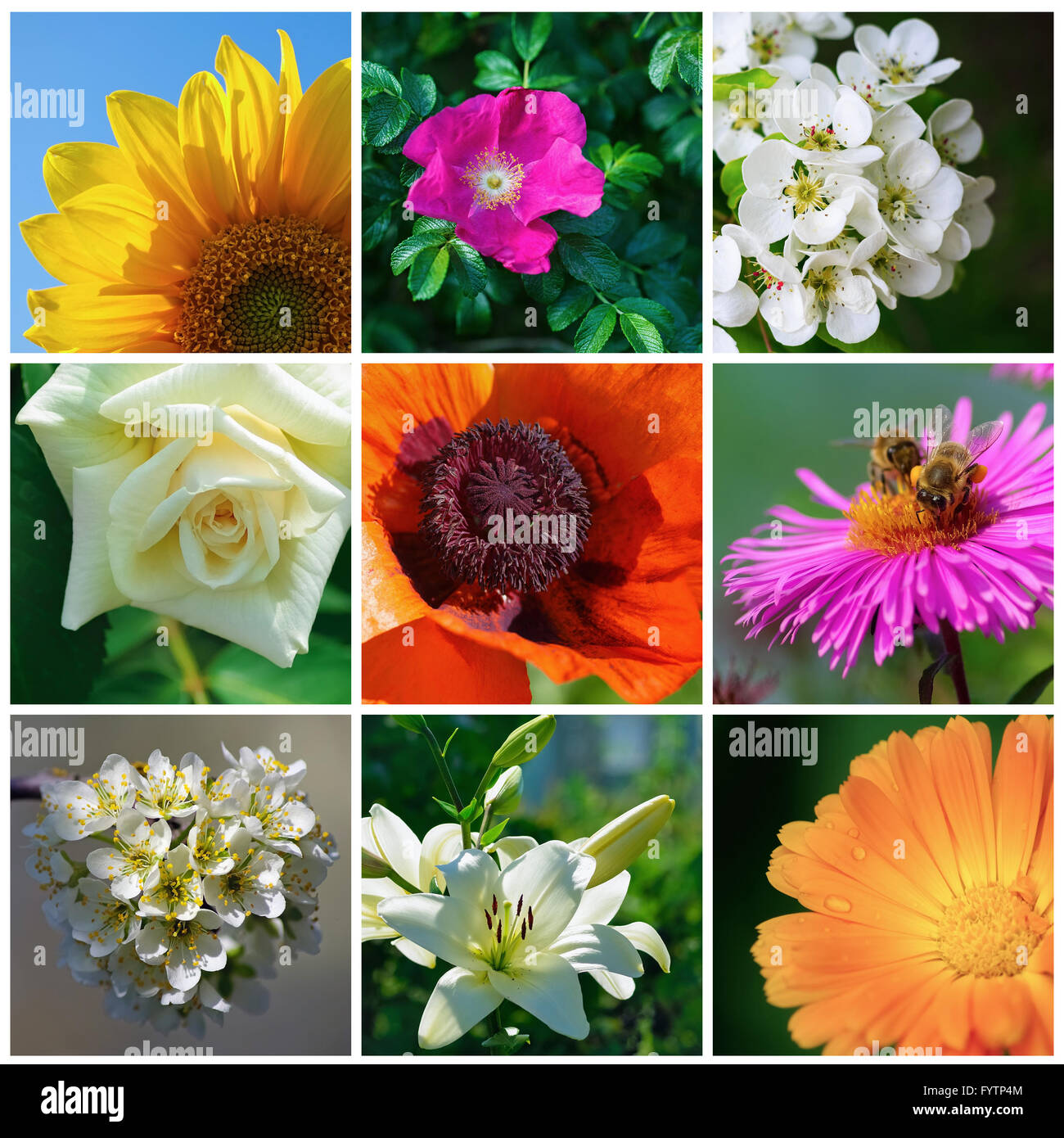 Diverse garden hi-res stock photography and images - Alamy