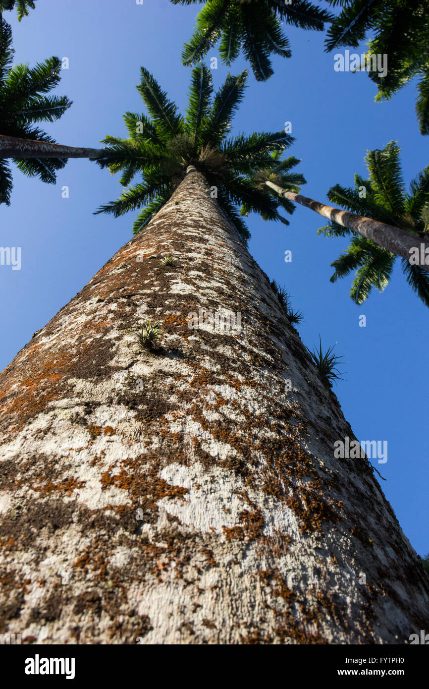 The imperial palm, royal palm also called, is a native palm of the ...
