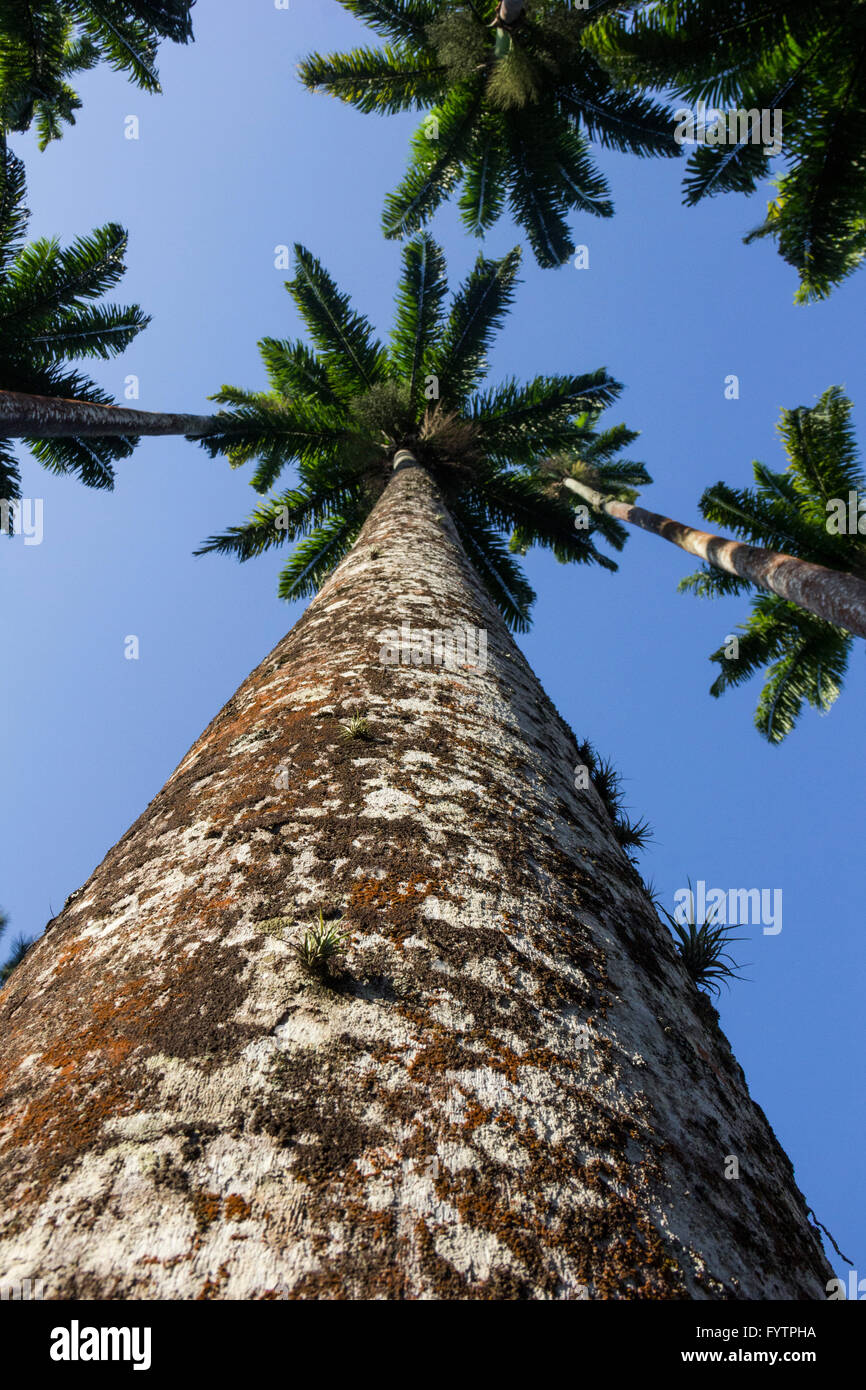 The imperial palm, royal palm also called, is a native palm of the ...