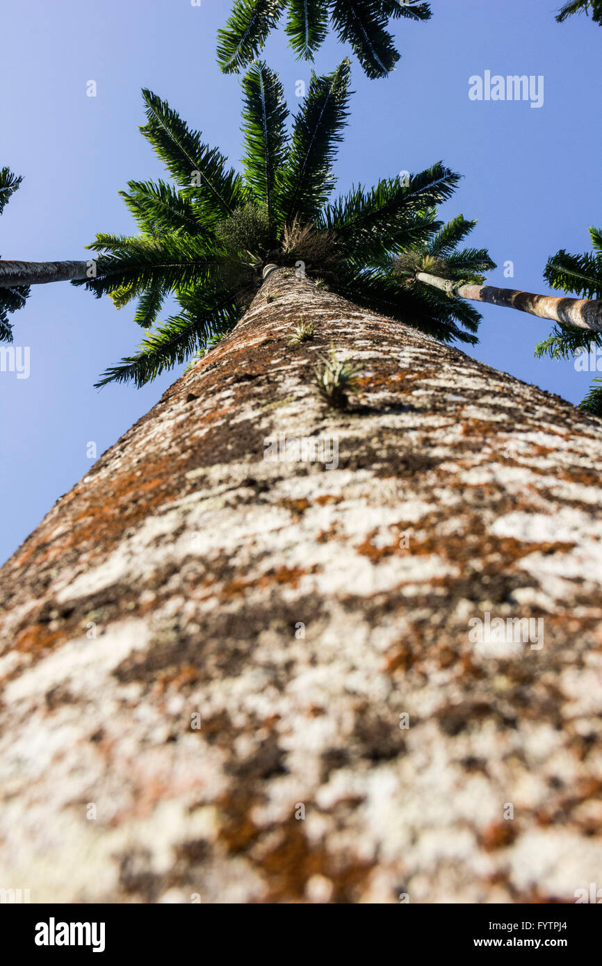 The imperial palm, royal palm also called, is a native palm of the ...