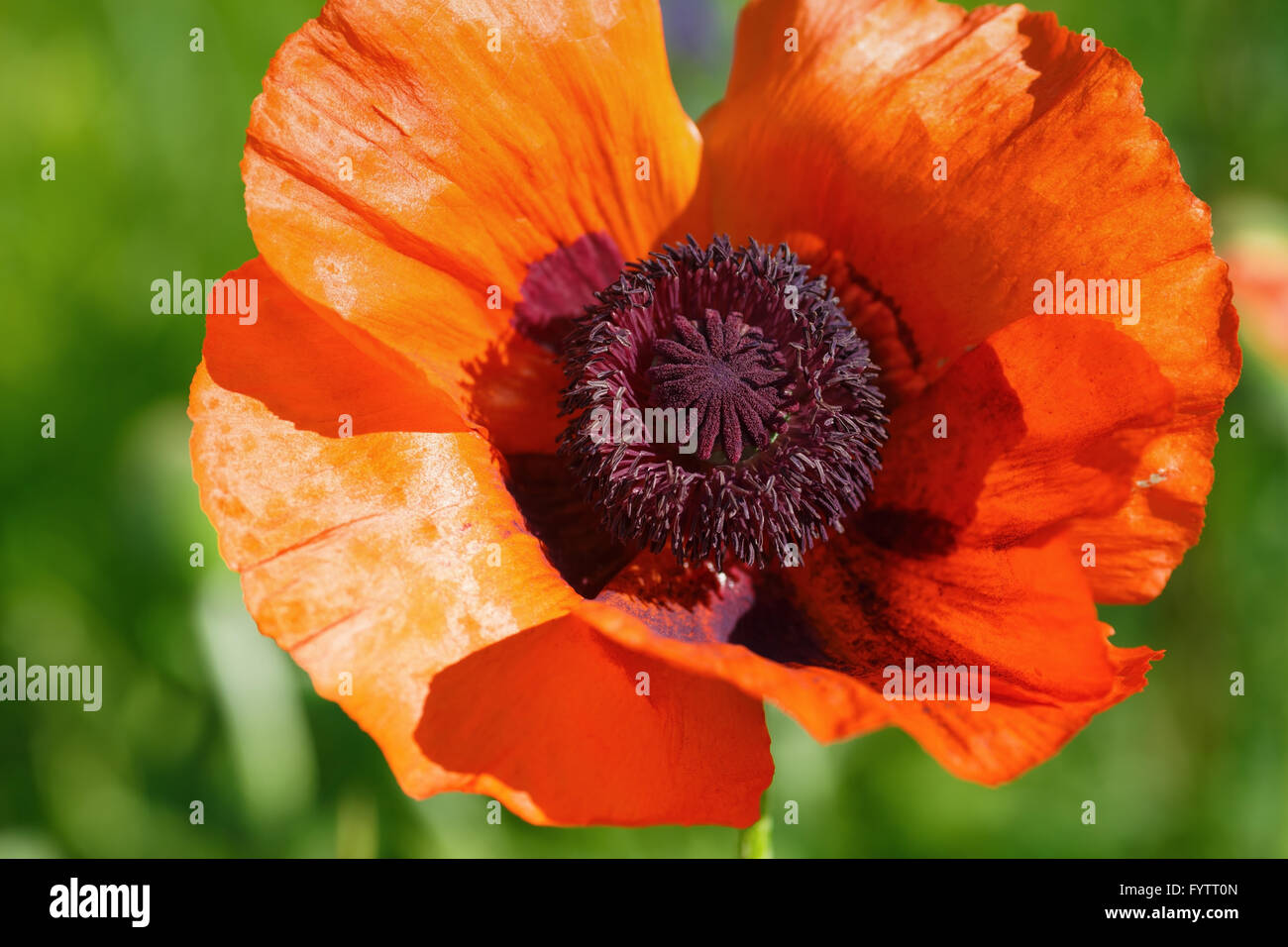 Poppy flower close-up Stock Photo - Alamy