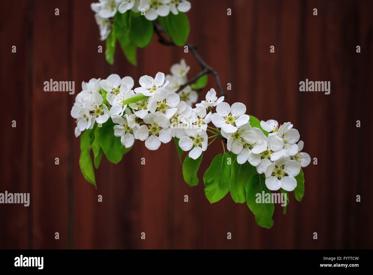 Flowering tree branch Stock Photo - Alamy