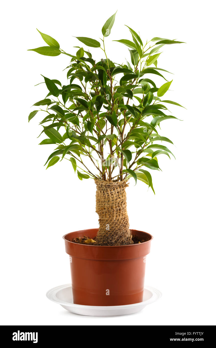 Potted ficus bonsai hi-res stock photography and images - Alamy