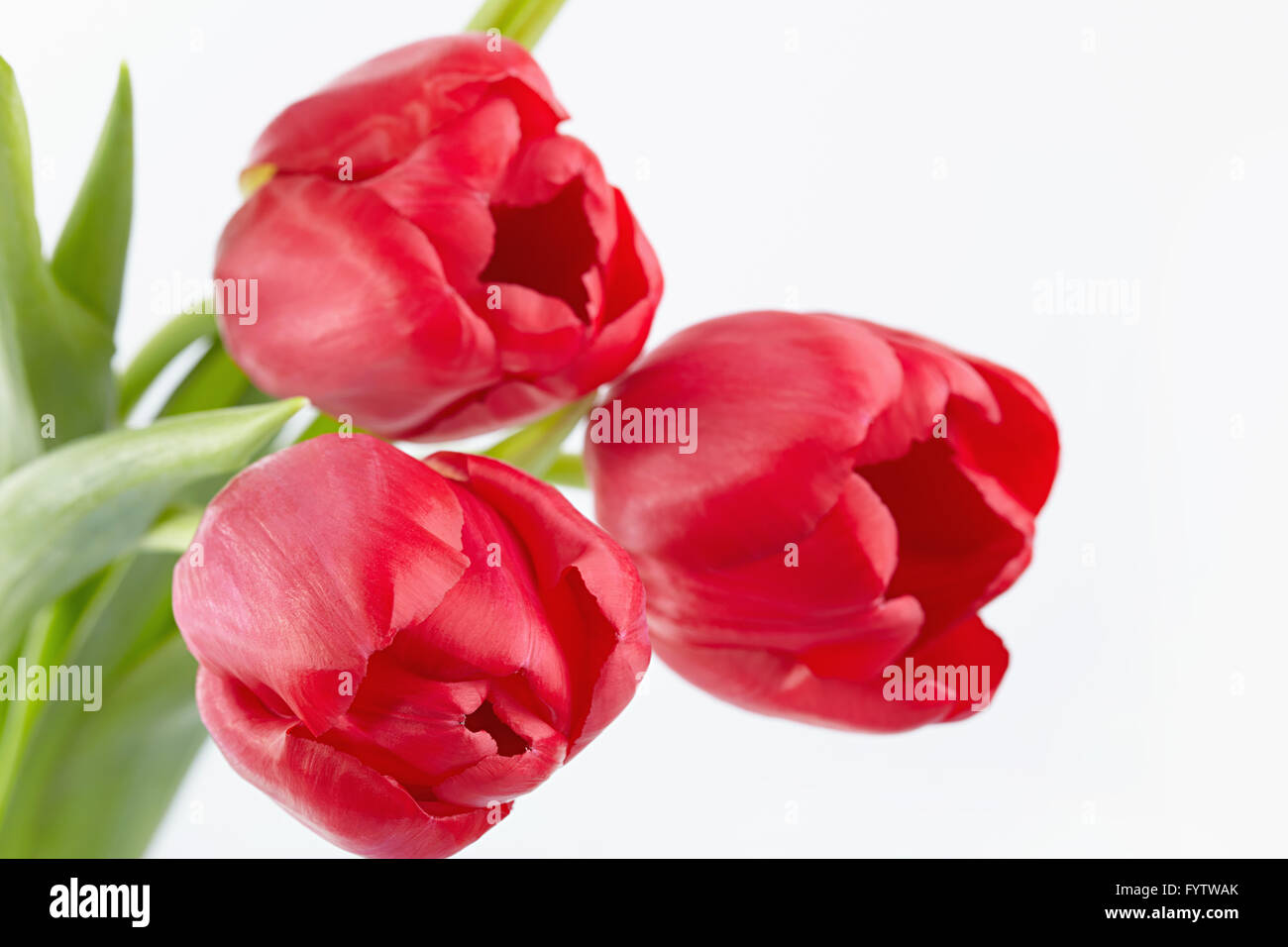 Three petal flower hi-res stock photography and images - Alamy