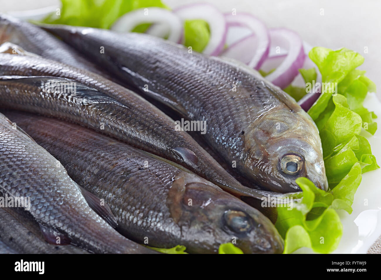 Grayling fish hi-res stock photography and images - Alamy
