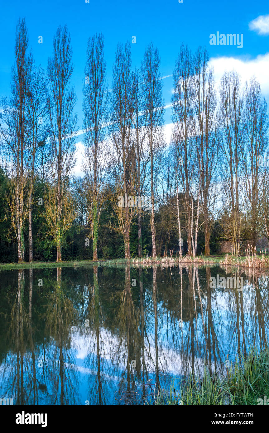 Populus alba hi-res stock photography and images - Alamy