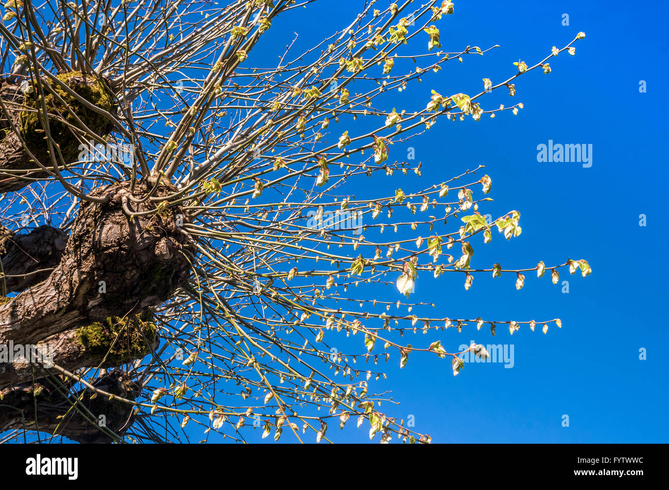 Tilleul trees with previous year’s branches and new Spring leaves ...