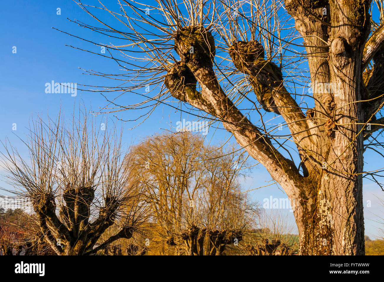 Pruning linden tree hi-res stock photography and images - Alamy