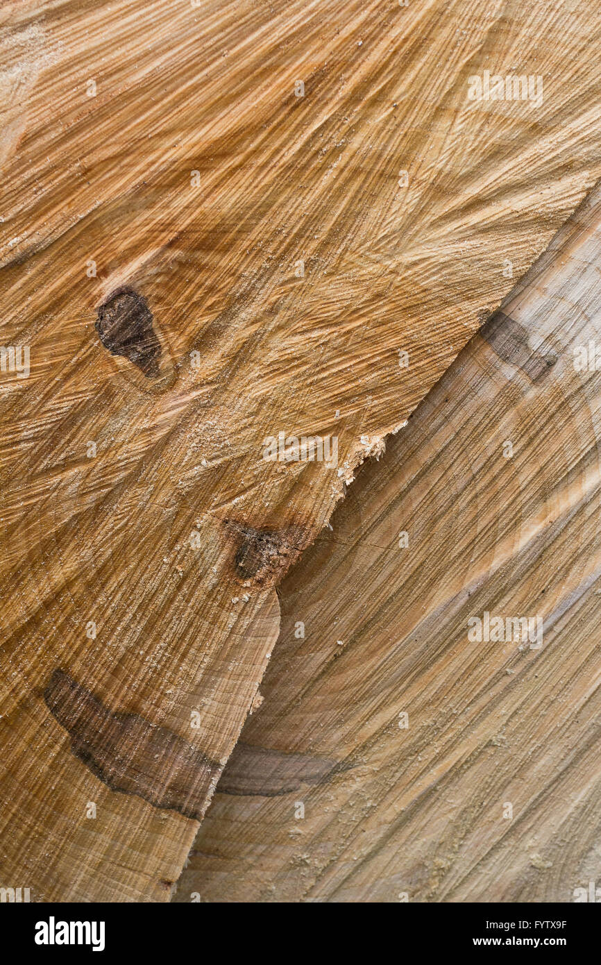 Human figure cross section hi-res stock photography and images - Alamy