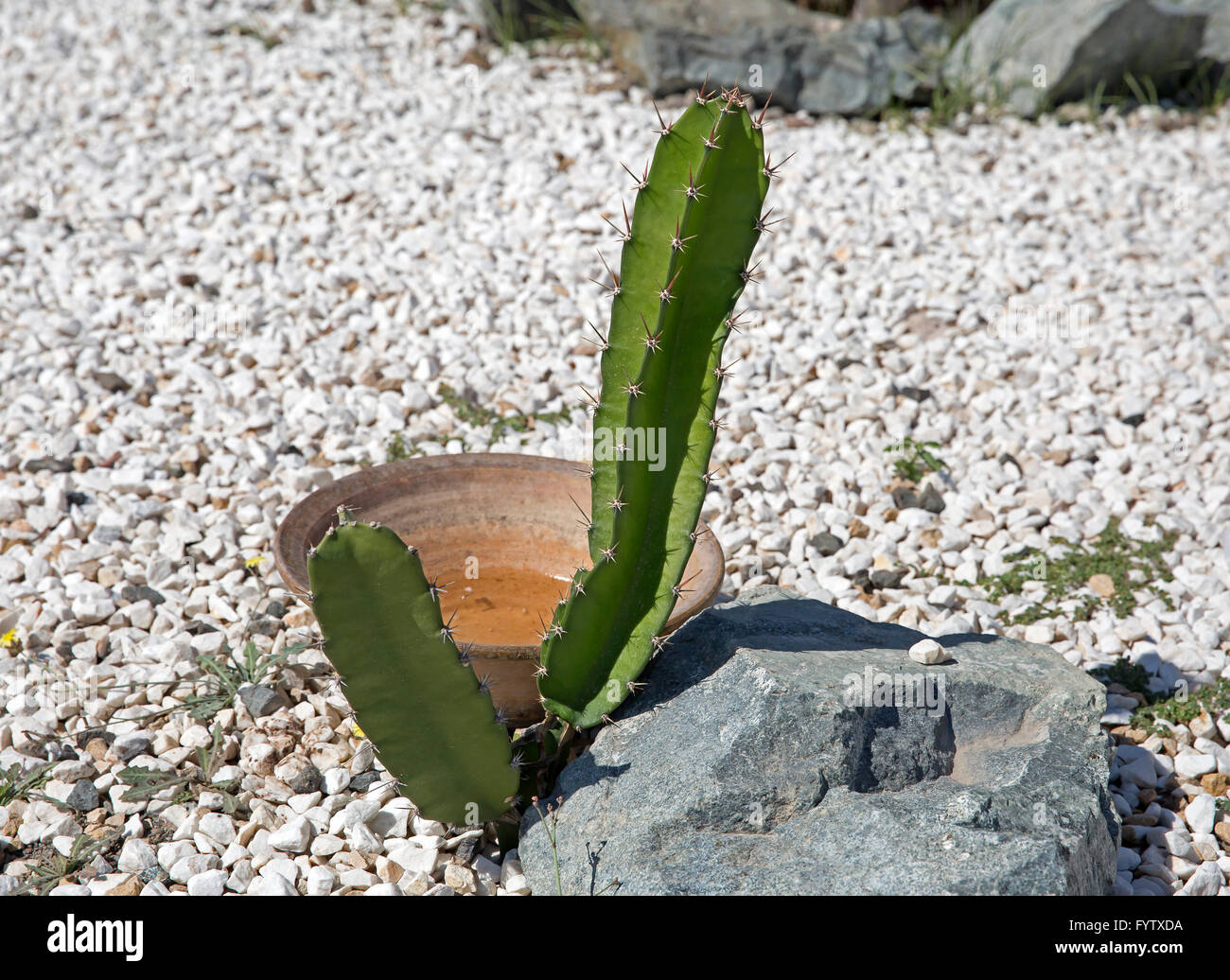Cacti in the Sikka area, the oldest area, of Dubai UAE Stock Photo - Alamy