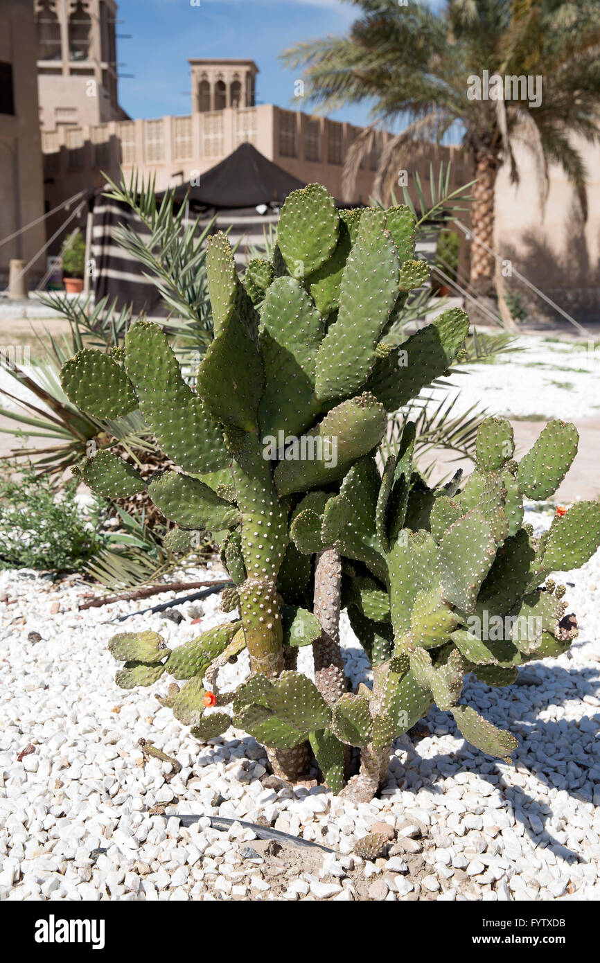 Buildings and cacti in the Sikka area, the oldest area, of Dubai UAE ...