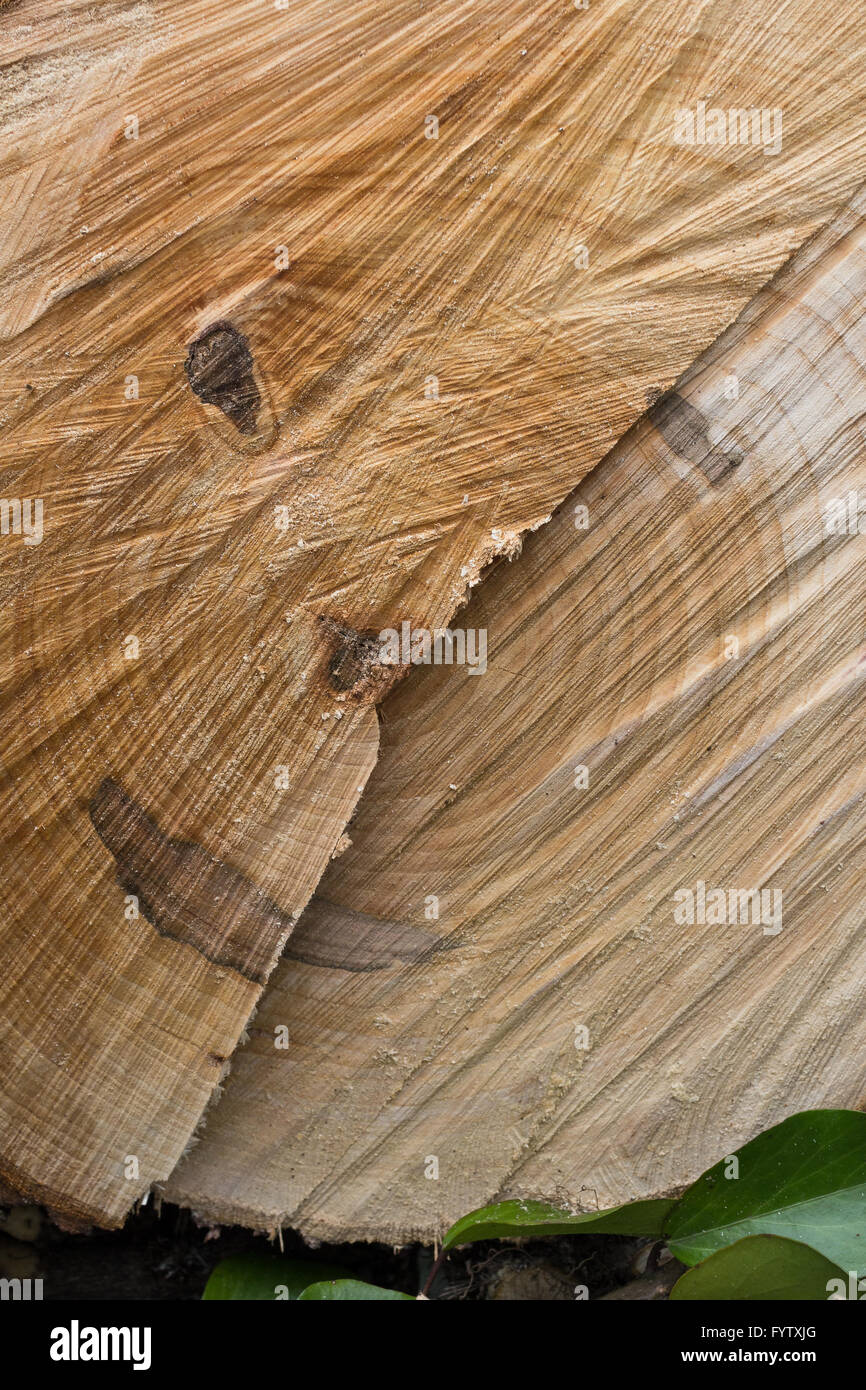 Human figure cross section hi-res stock photography and images - Alamy