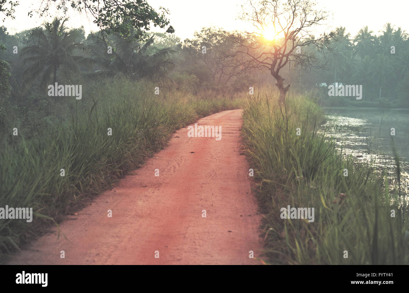 Road in jungle Stock Photo - Alamy