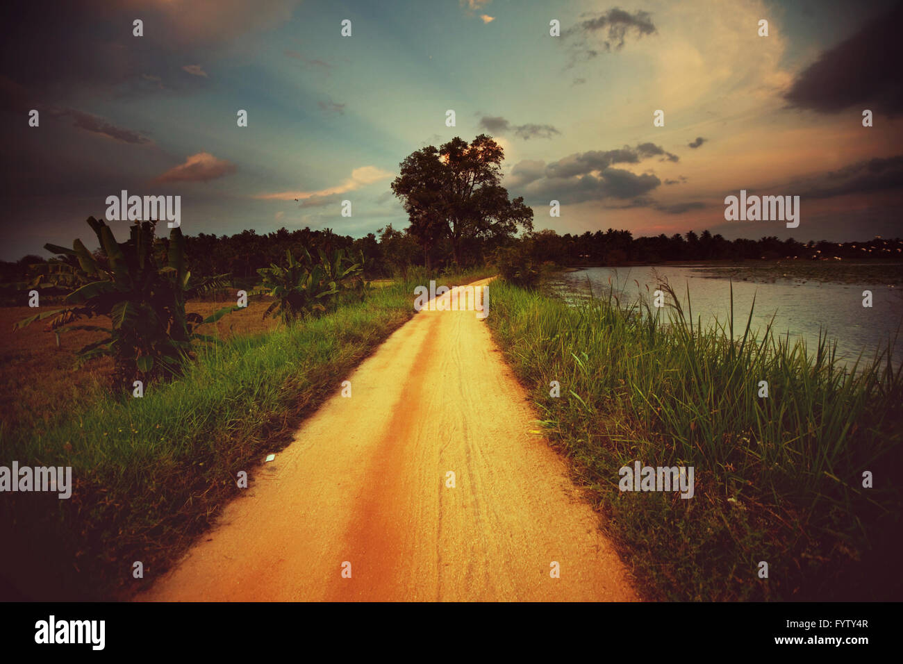 Road in jungle Stock Photo - Alamy