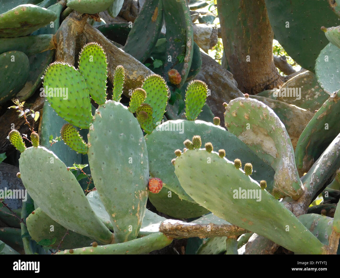 Names Of Thorny Bushes