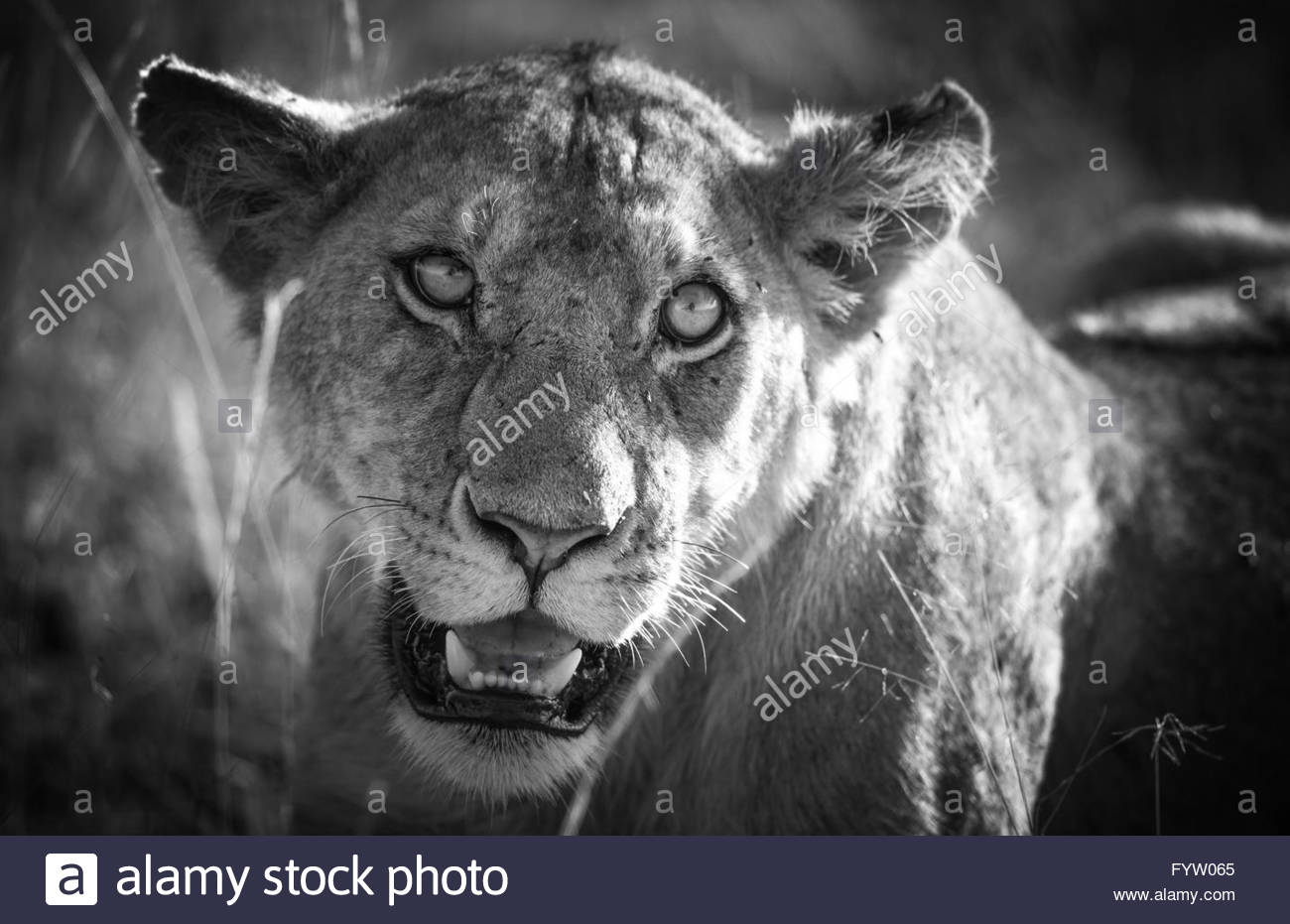 Lioness Eyes High Resolution Stock Photography and Images - Alamy