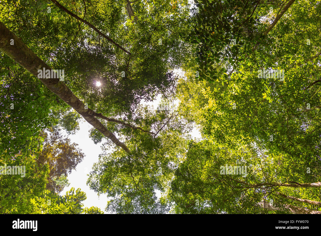 Rain canopy hi-res stock photography and images - Alamy