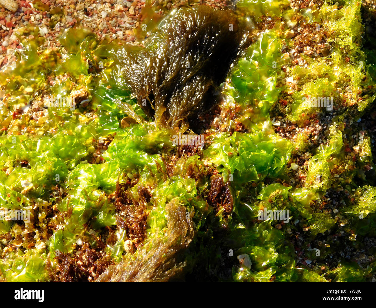 Seaweed kelp forest catalina island hi-res stock photography and images ...