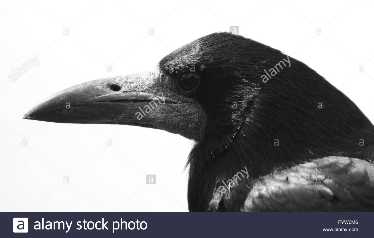 Beak Black and White Stock Photos & Images - Alamy