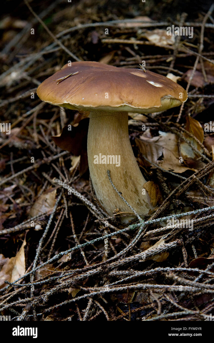 Mushroom in the forest Stock Photo - Alamy