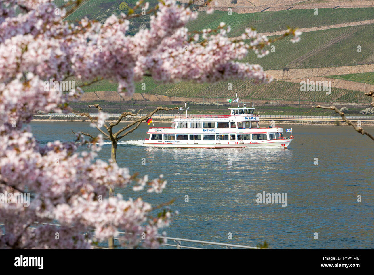 Rhine promenade in Bingen am Rhein, spring, bloom of ornamental cherry ...