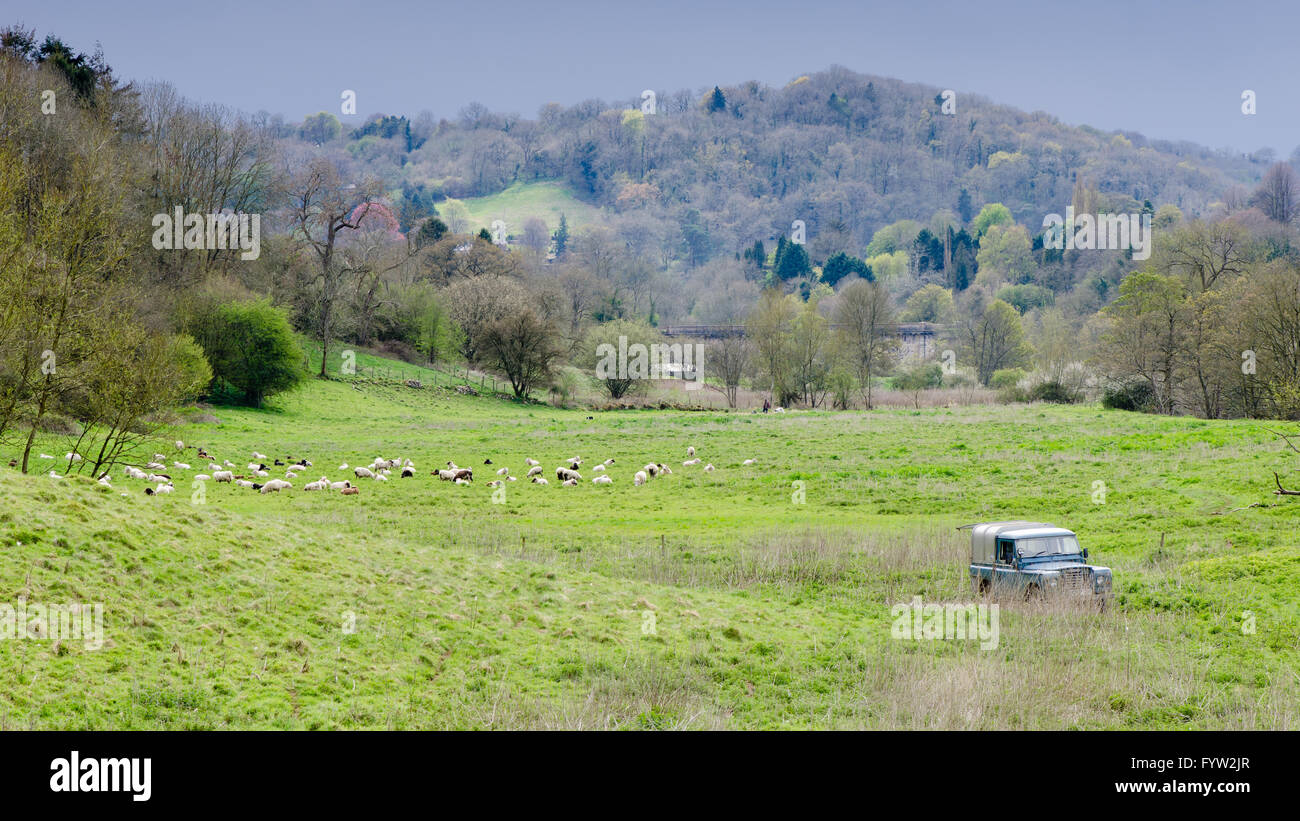 Sheep, shepherd and sheepdogs in English countryside. A farmer herds ...
