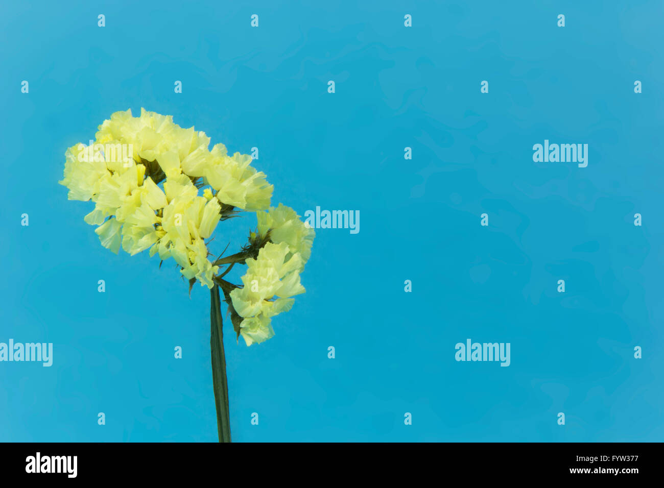 Cyan blue flowers hi-res stock photography and images - Alamy
