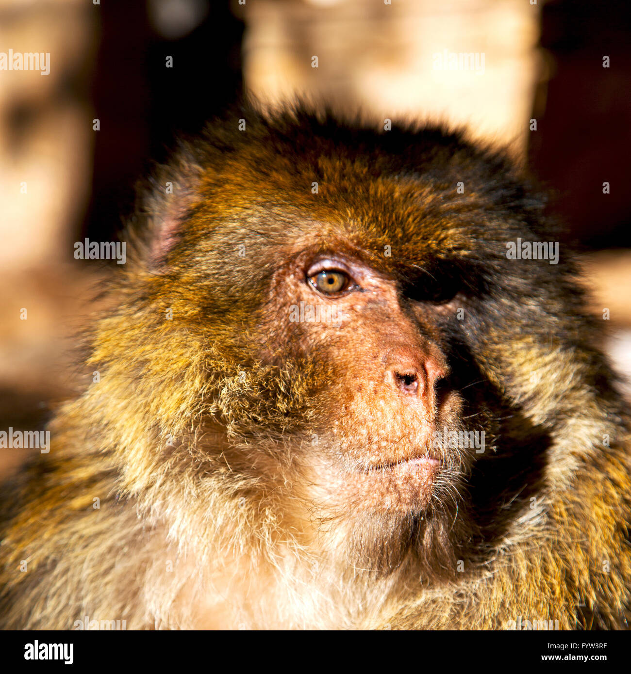 old monkey in africa morocco and natural background fauna close up ...