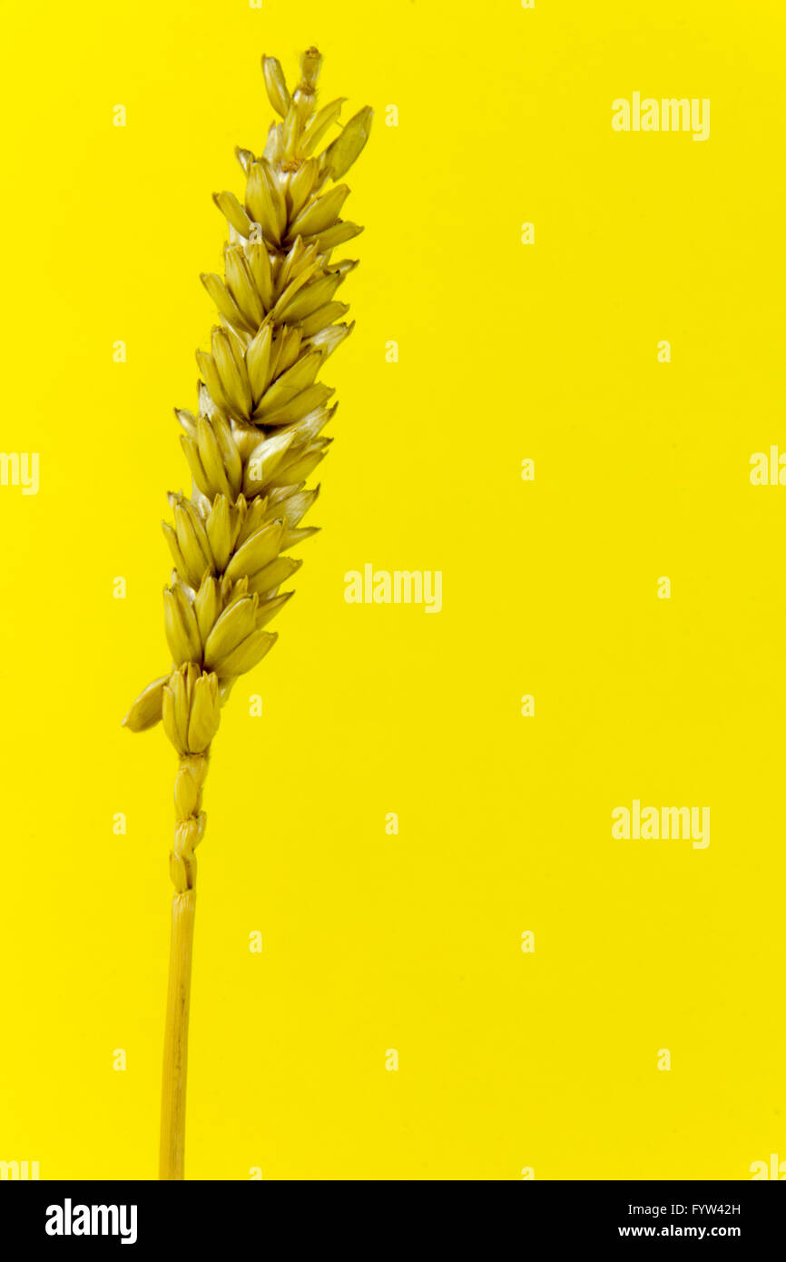various, single, wheat spike, corn, swath, gold, yellow background ...