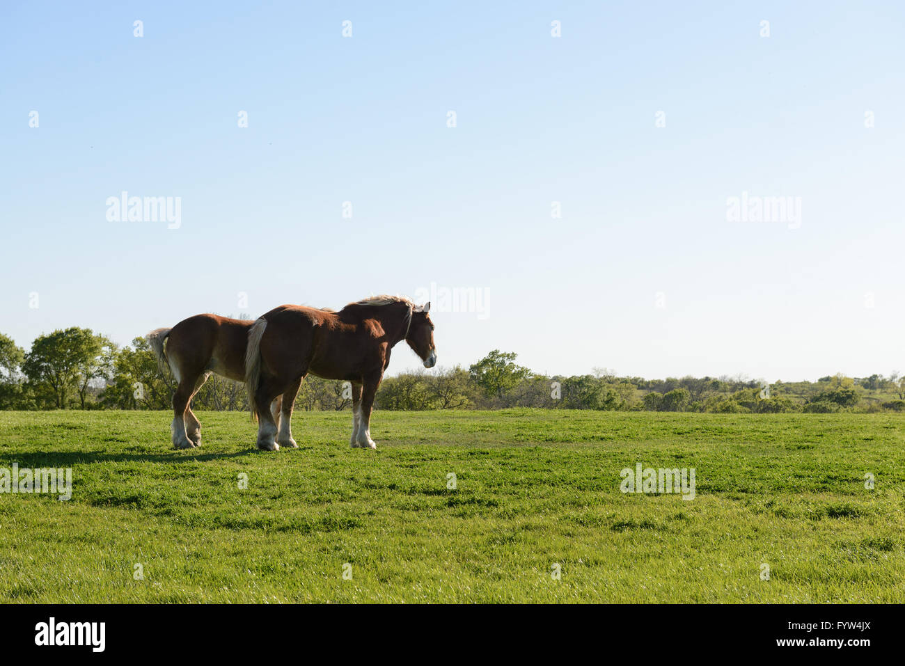 Horse sky field hi-res stock photography and images - Alamy